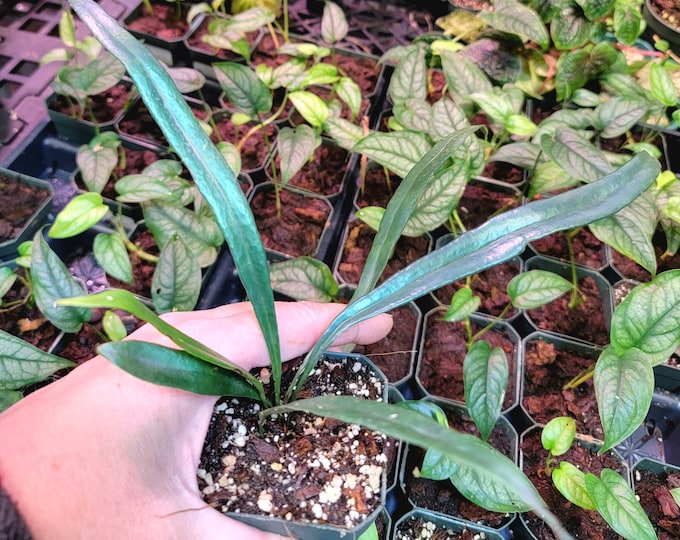 Microsorum Thailandicum Rare Tropical Metallic Blue Oil Fern - Etsy