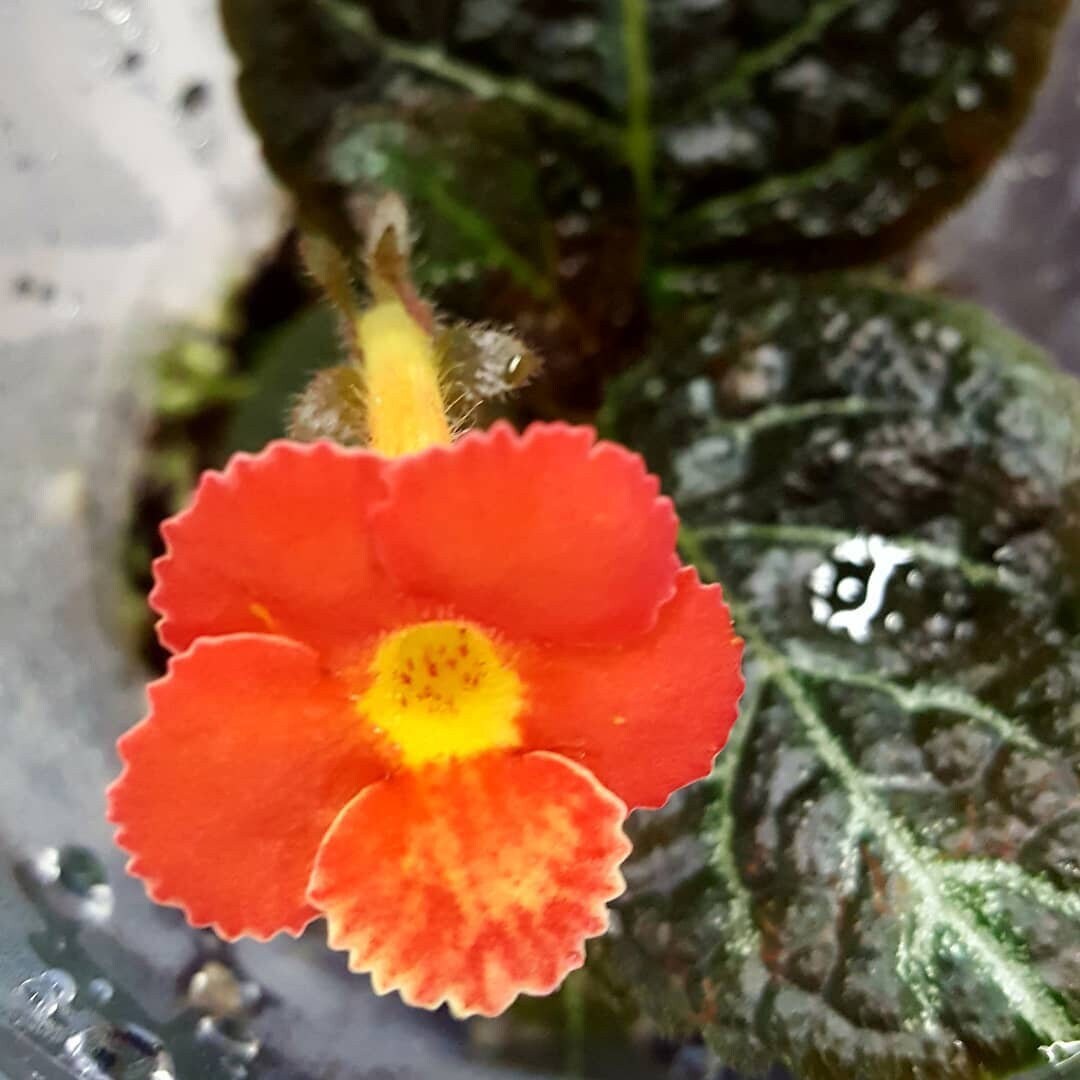 Episcia 'karlyn', Small Terrarium Gesneria With Gorgeous Flowers! - Etsy