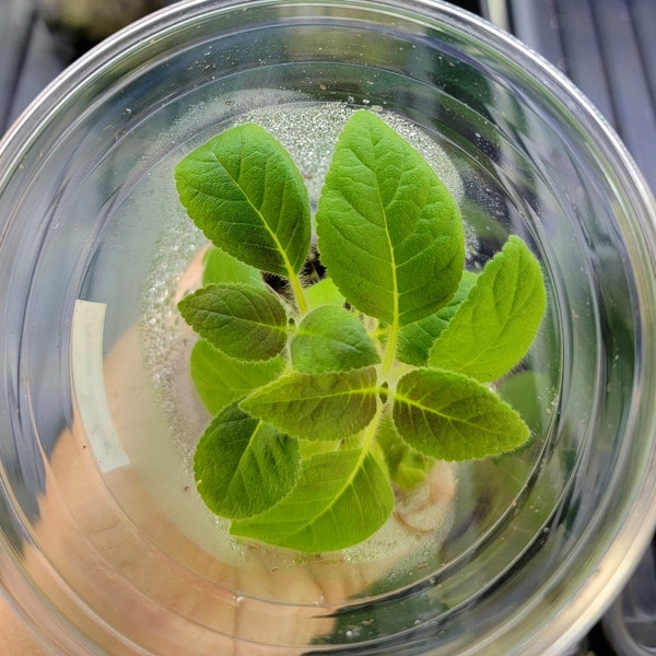 VerdantVivariums - Etsy