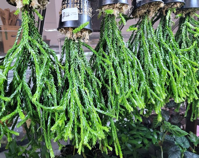 Huperzia Sp. Triangle, Tassel Fern, US Seller - Etsy