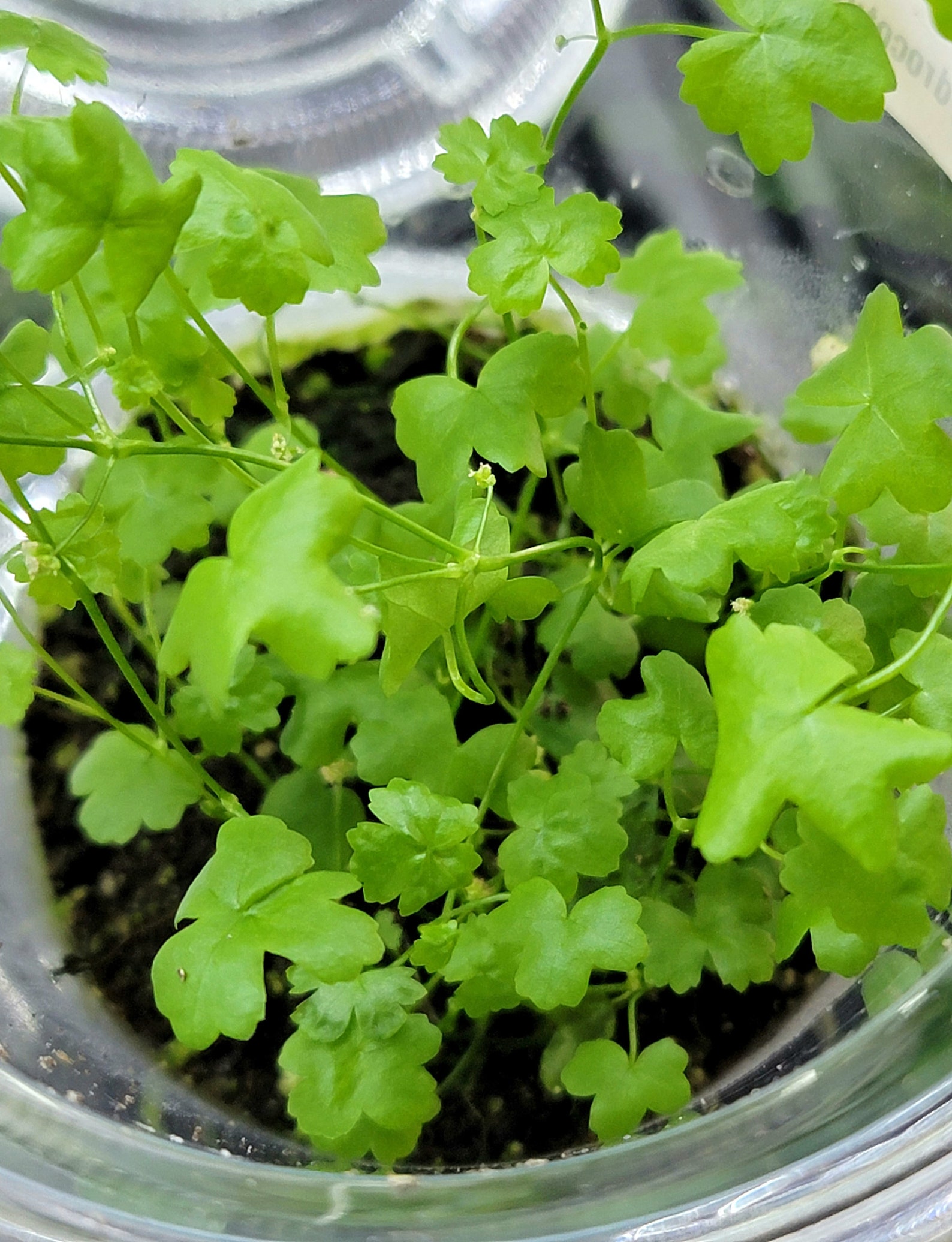 Hydrocotyle tripartita Japan Terrarium Groundcover or Aquatic | Etsy