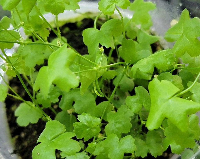 Hydrocotyle Tripartita Japan, Terrarium Groundcover or Aquatic Plant - Etsy