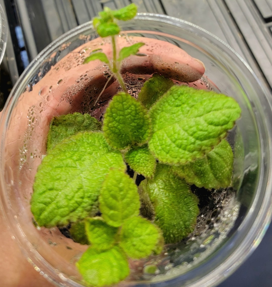 Episcia Lilacina, Small Terrarium Gesneria With Gorgeous Flowers! - Etsy