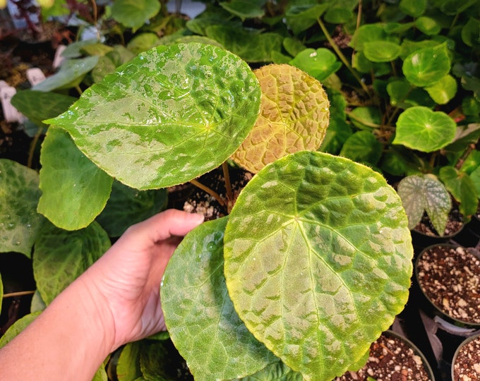 Begonia Natunaensis/phutoensis , Beautiful Large Terrarium or ...