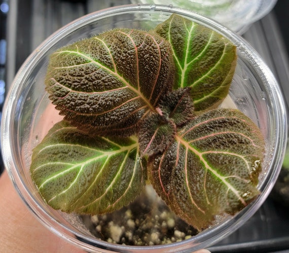 Pearcea Hypocyrtiflora Pink Rare Gesneriad From South - Etsy