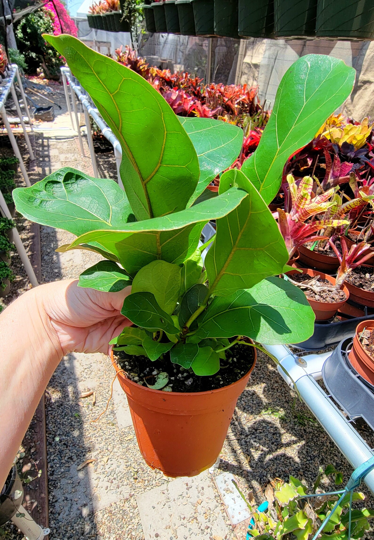 Ficus lyrata compacta 'Little Fiddle' Full 4 | Etsy