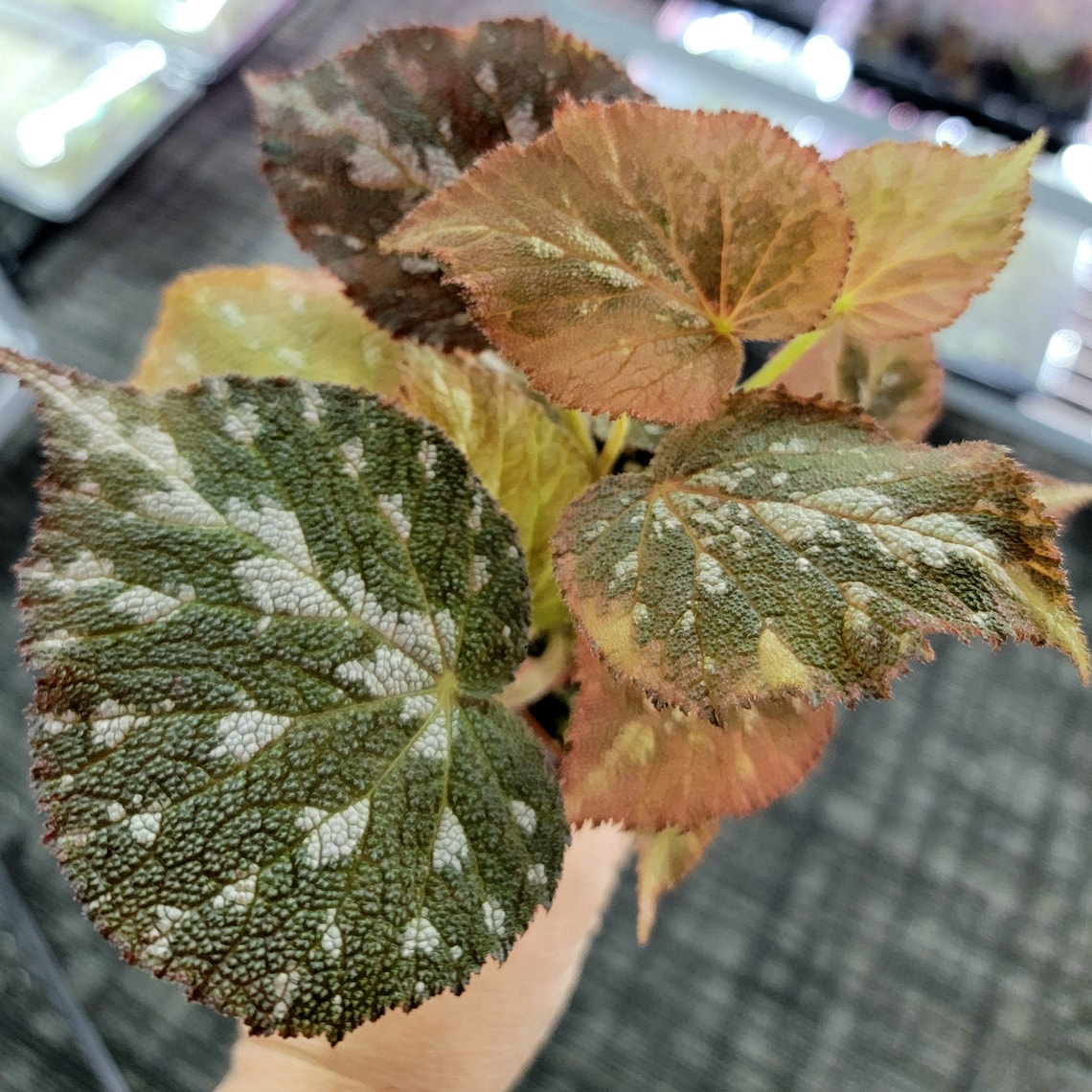 Begonia pustulata Creeping Rhizomatous Species for Terrarium | Etsy