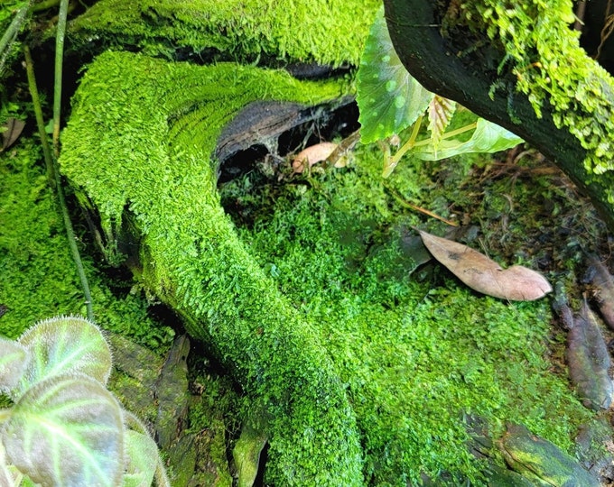 Dusk Moss Mix - Etsy