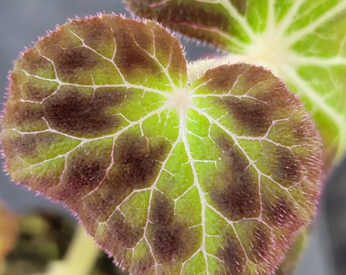Begonia Fulgurata, Rare Terrarium Plant in 2" Pot - Etsy