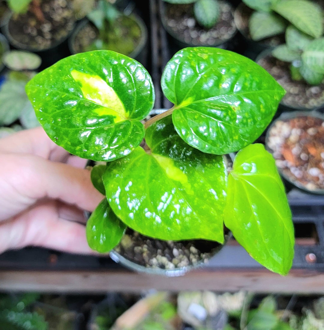 Piper Methysticum 'bright Eyes', Rare Terrarium Vine, US Seller, 4" Pot ...
