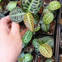 Labisia - Etsy