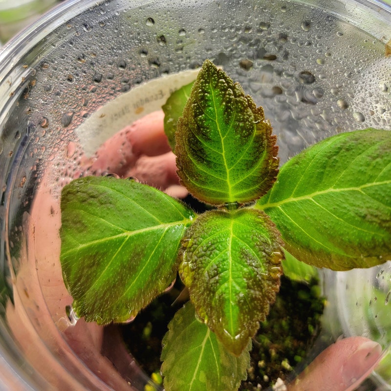 VerdantVivariums - Etsy