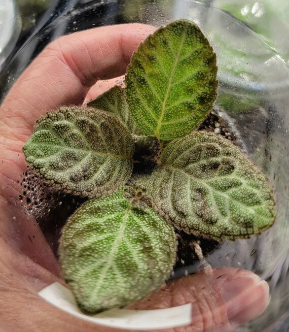 Episcia 'silver Dust' Small Terrarium Gesneriad With - Etsy