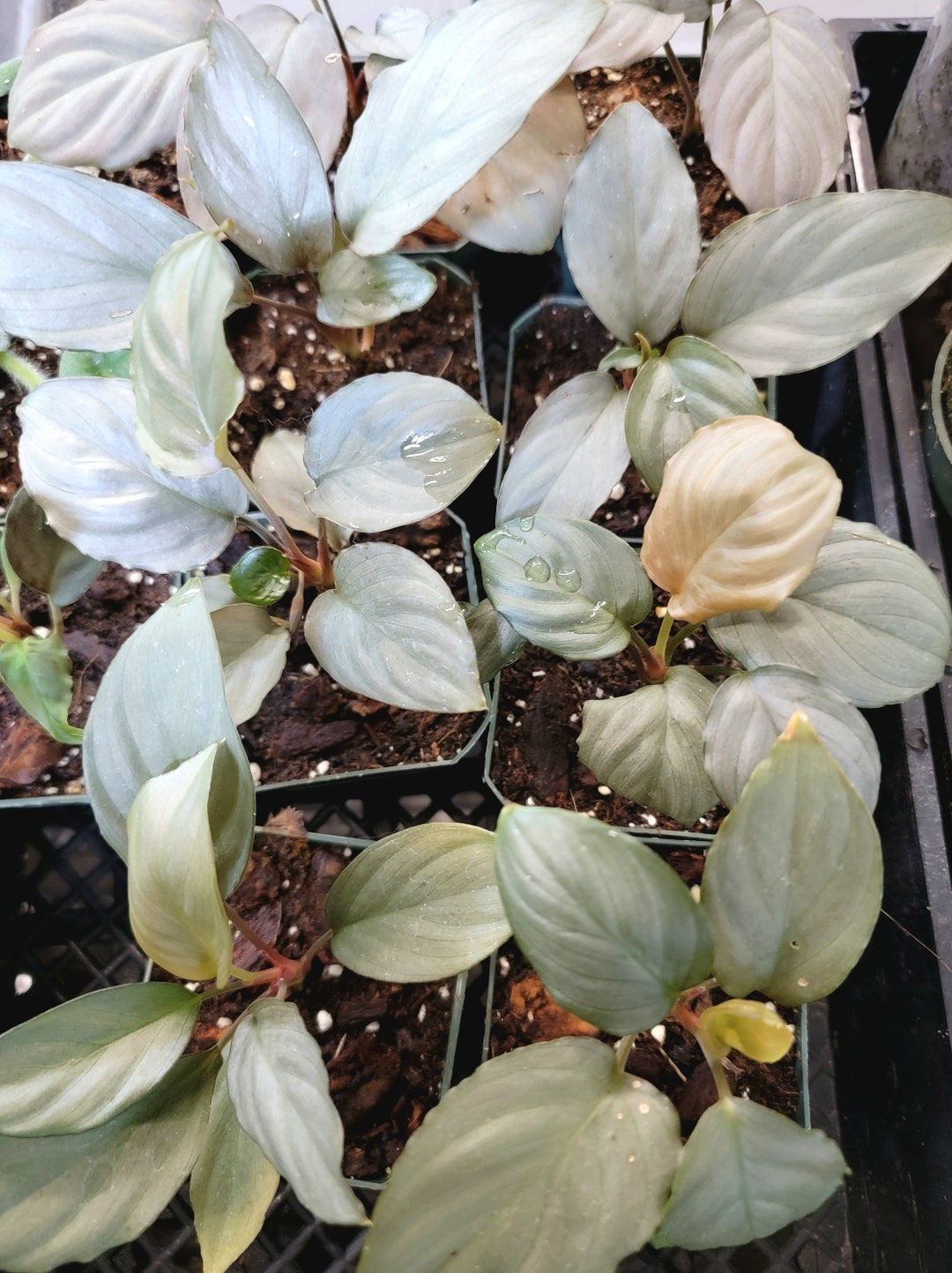 Homalomena Sp Silver, Rare Tropical Shrub, US Seller, 3 Pot - Etsy