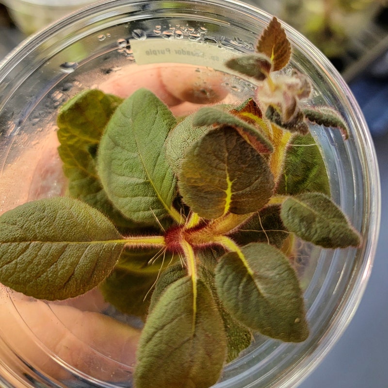 VerdantVivariums - Etsy