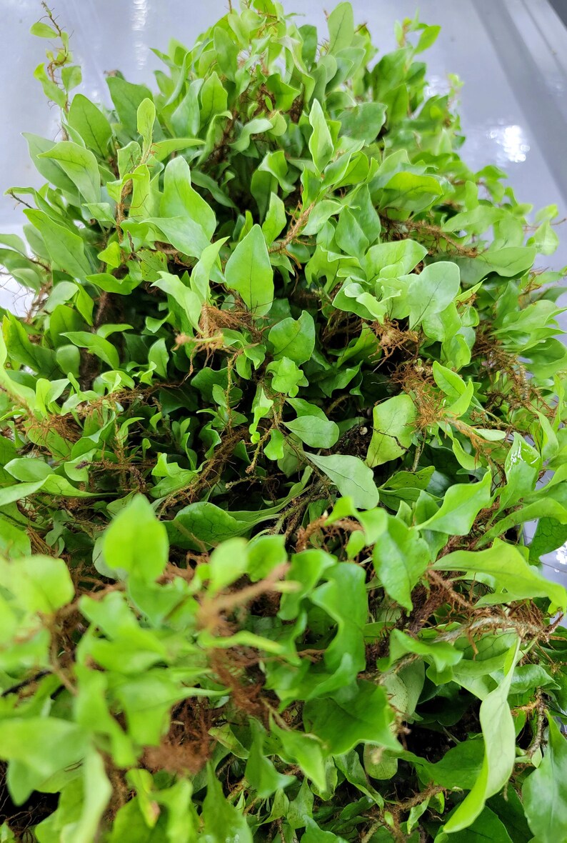 Microsorum Linguiforme Terrarium Fern US Seller - Etsy