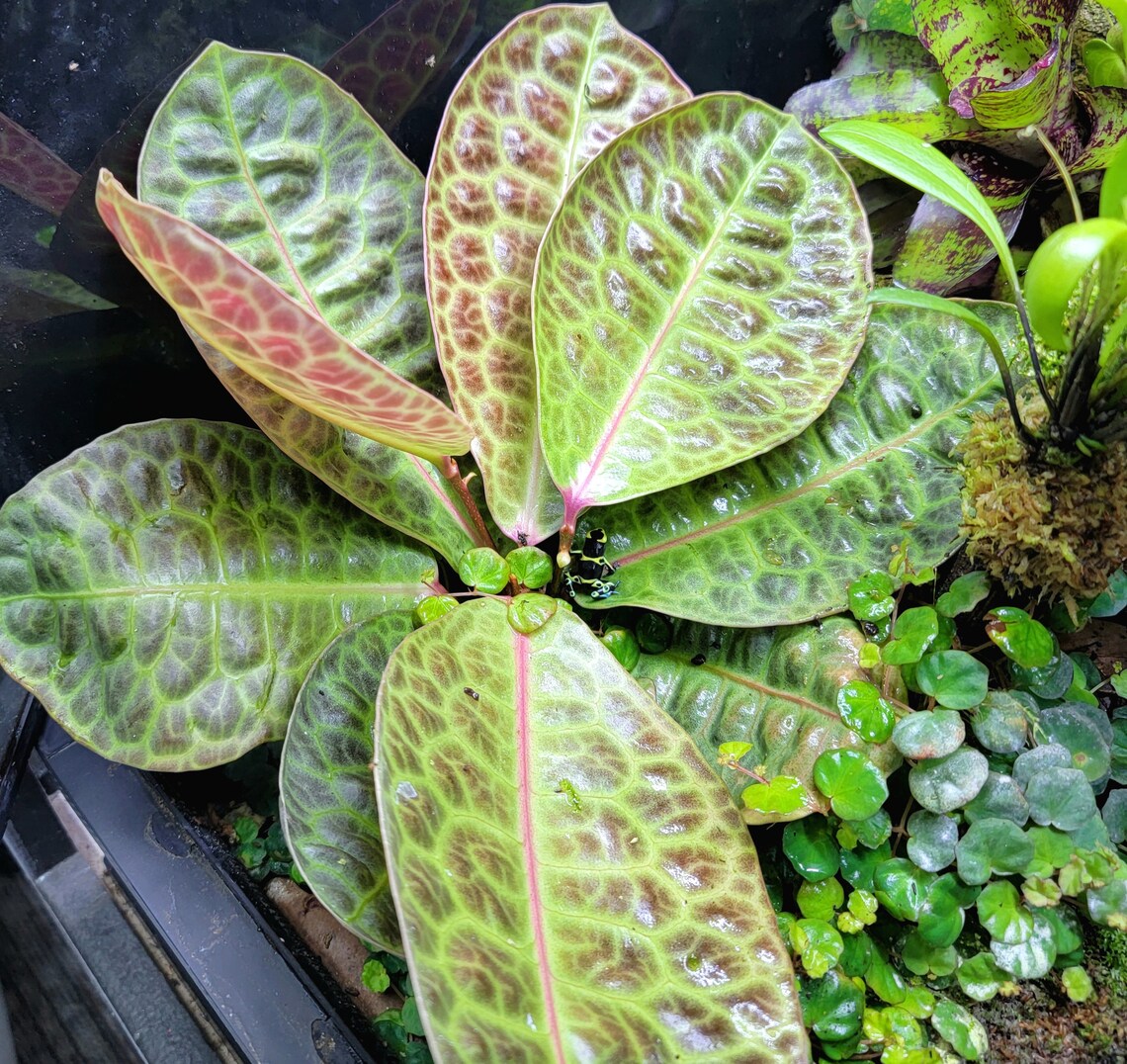 Labisia Sp. Turtle Back Rare Tropical Shrub 3 Pot US - Etsy