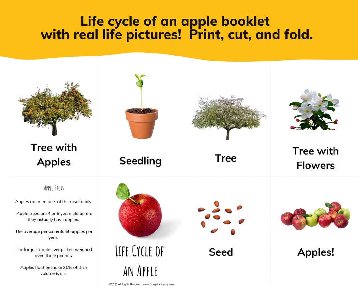 Letter of the Week, Letter A, Preschool Activity Printables, Letter ...