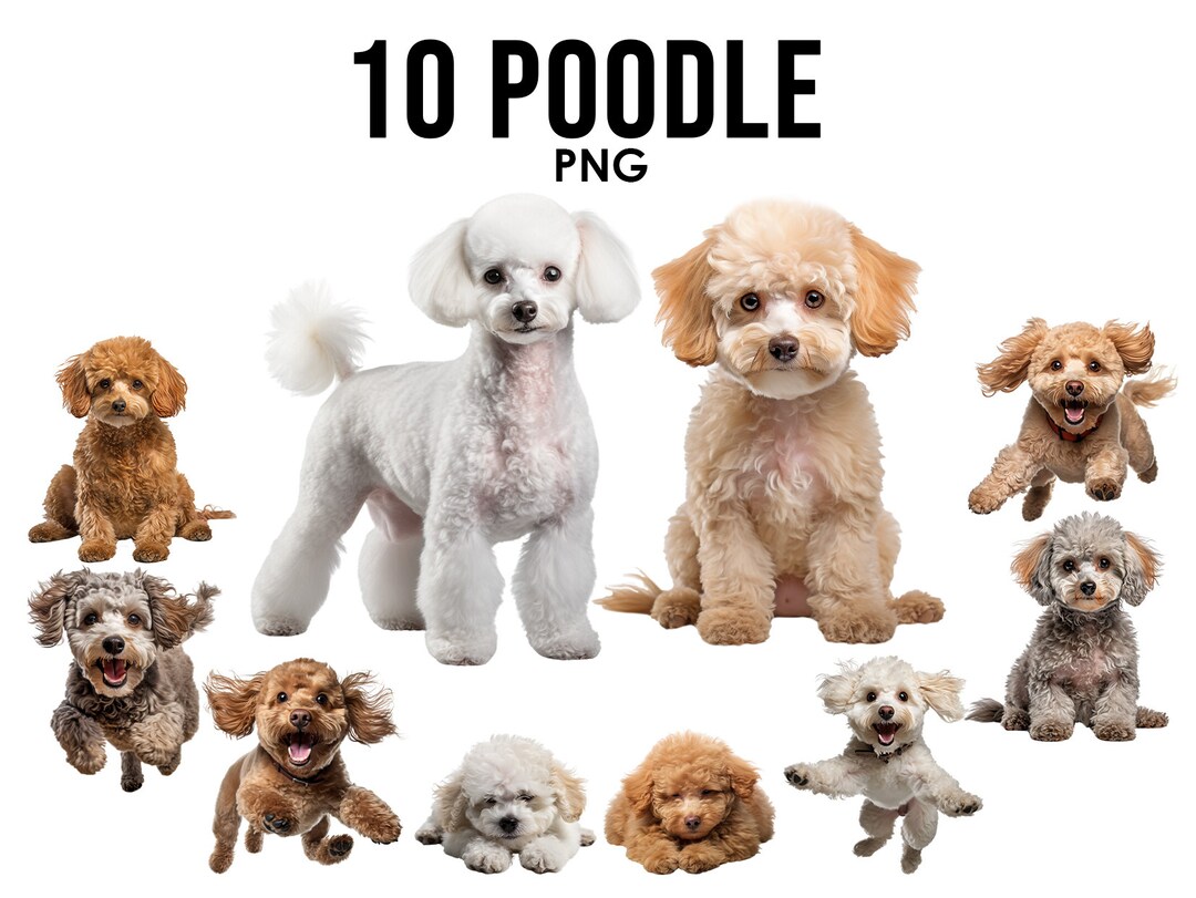 Poodle Dog Breeds Clipart Bundle, Dog Sublimation Designs, Dog Breeds ...