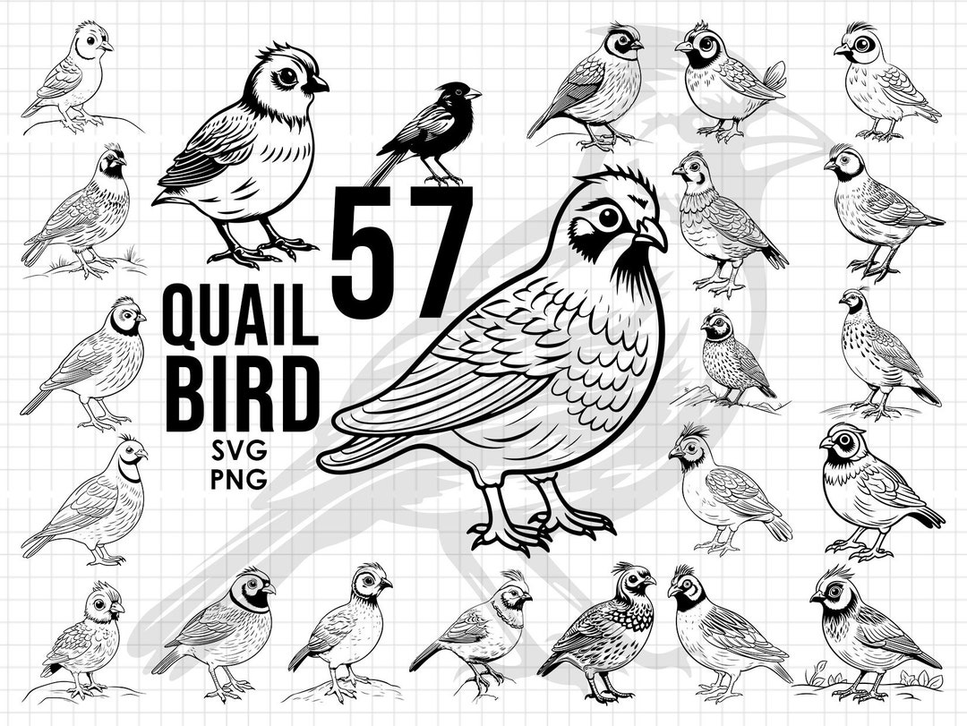 Quail Bird Svg Bundle, Vector, Cricut, Digital Download, Png Bundle ...