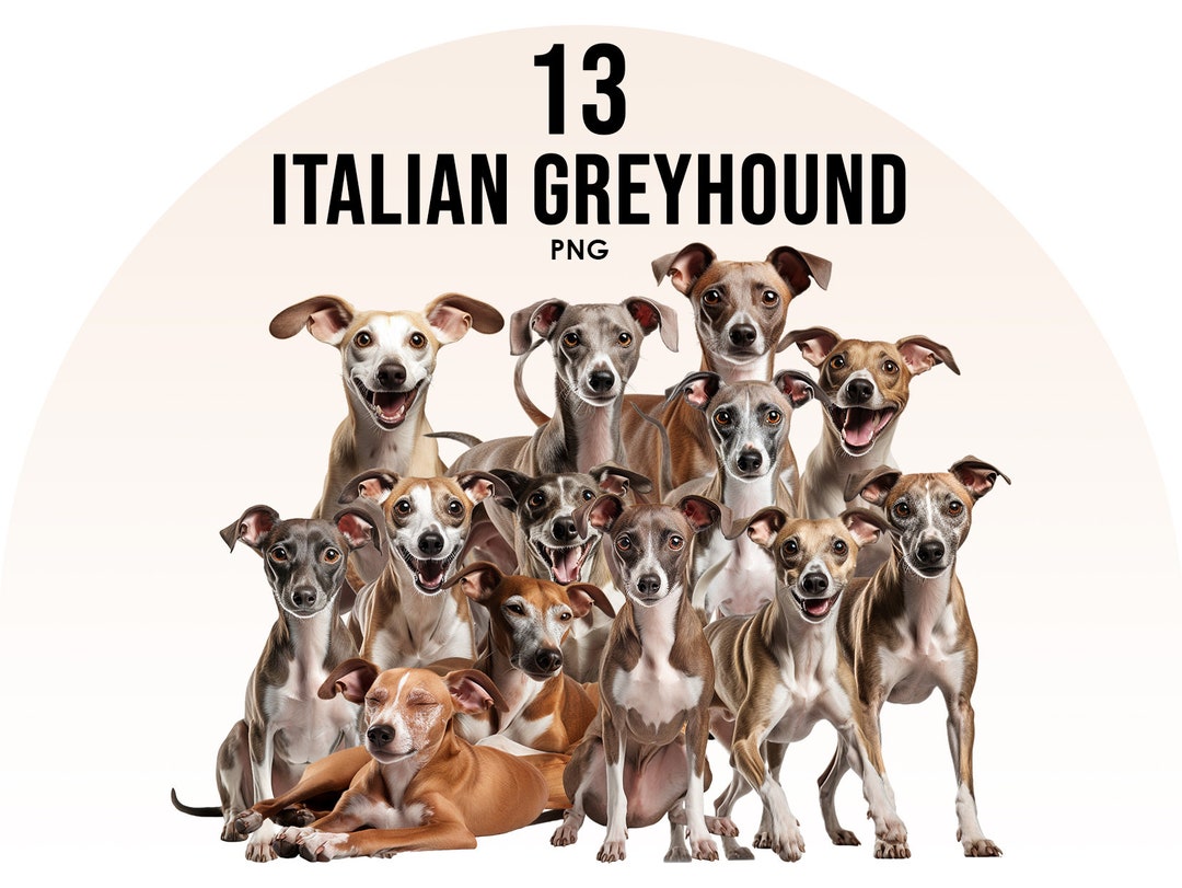 Italian Greyhound Dog Breeds Clipart Bundle, Dog Sublimation Designs ...