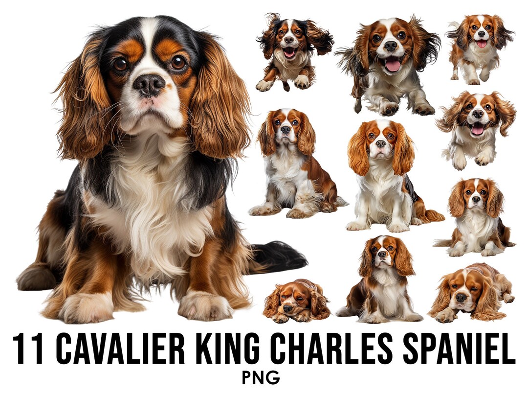 Cavalier King Charles Spaniel Dog Breeds Clipart Bundle, Dog ...