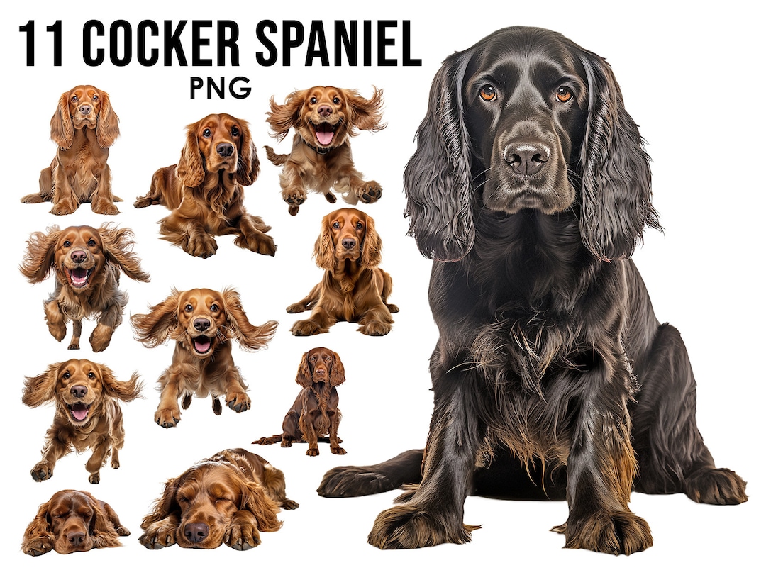 Cocker Spaniel Dog Breeds Clipart Bundle, Dog Sublimation Designs, Dog ...