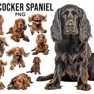 Cocker Spaniel Dog Breeds Clipart Bundle, Dog Sublimation Designs, Dog ...