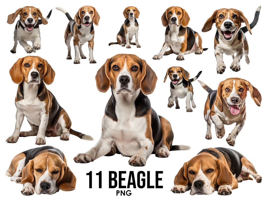 Beagle Dog Breeds Clipart Bundle, Dog Sublimation Designs, Dog Breeds ...