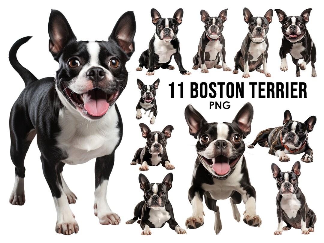 Boston Terrier Dog Breeds Clipart Bundle, Dog Sublimation Designs, Dog ...