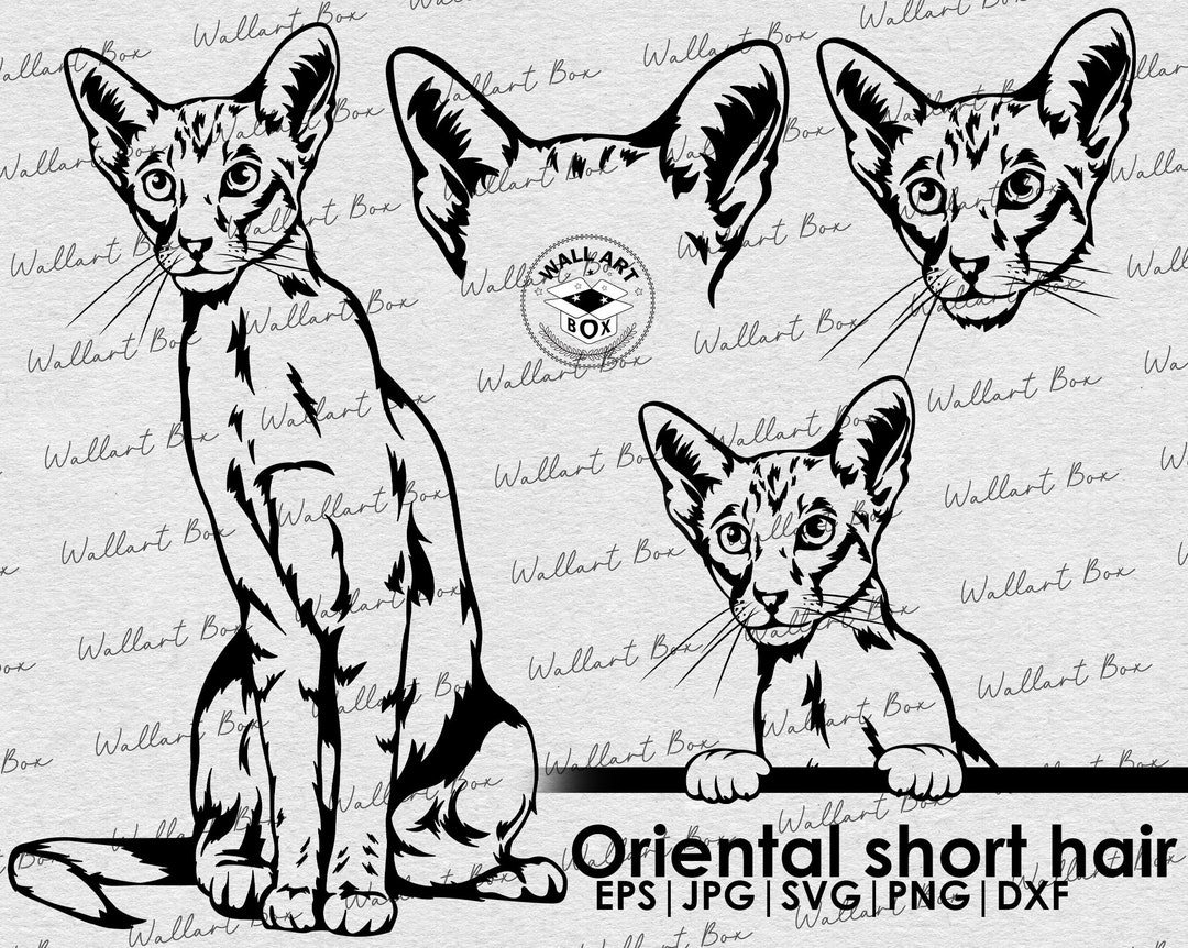 Oriental Short Hair Cat Svg Cat Full Body Peeking Head Ears Files oriental-short-hair-cat-svg-cat-full-body-peeking-head-ears-files