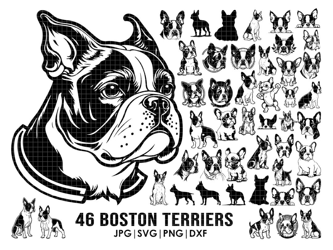 Boston Terriers SVG Mega Bundle Drawing, Full Body, Peeking, SILHOUETTE ...