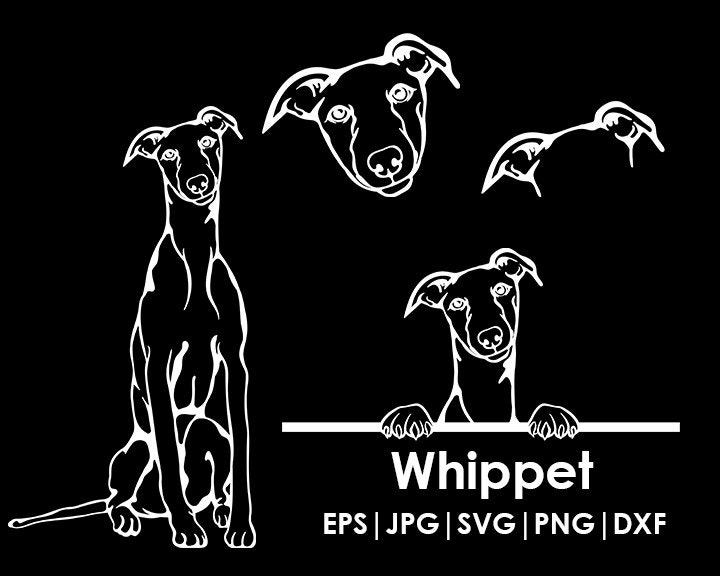 Whippet Dog Head, Full Body, Peeking, Dog Ear, Files Cricut| Clipart ...
