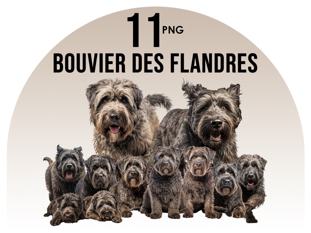 Bouvier Des Flandres Dog Breeds Clipart Bundle, Dog Sublimation Designs ...