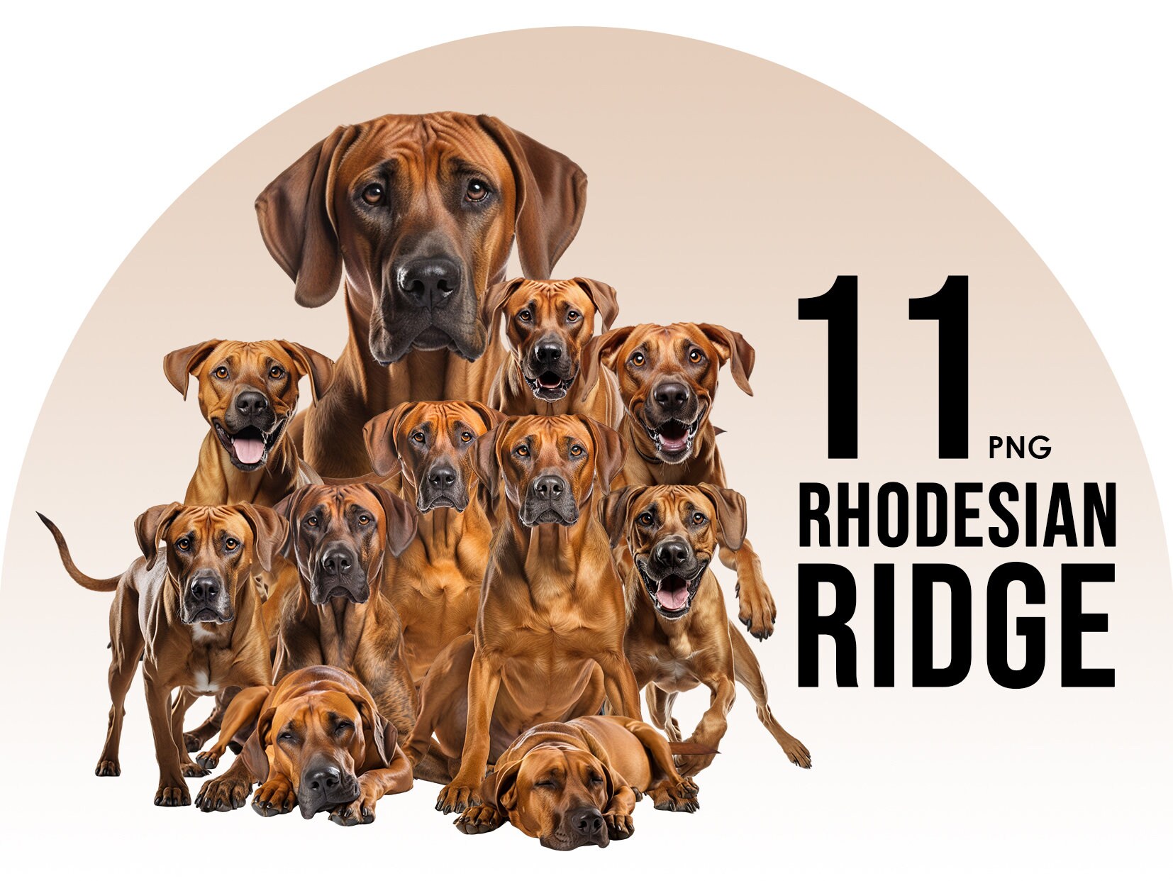 Rhodesian Ridge Dog Breeds Clipart Bundle, Dog Sublimation Designs, Dog ...