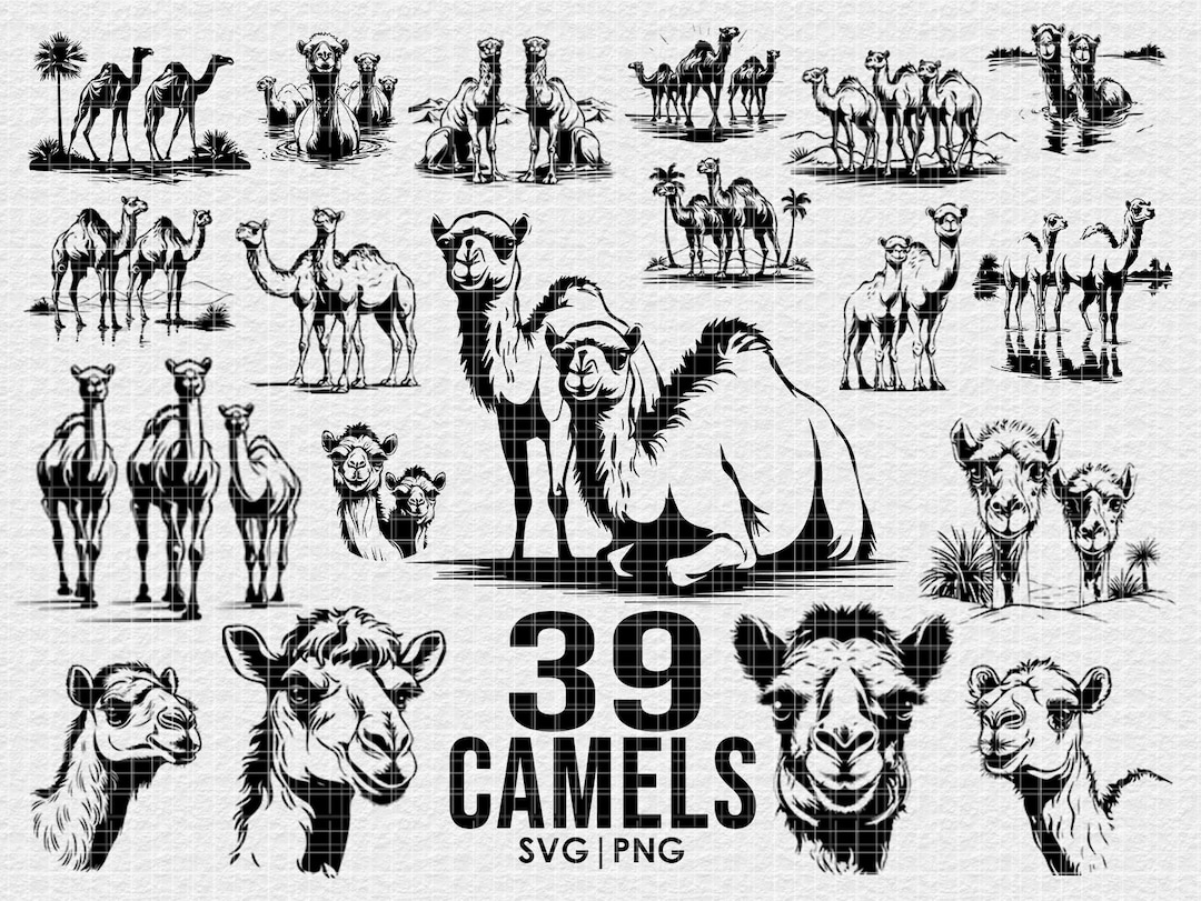 Camels Preview JPEG Vector Illustration, Svg Png Bundle, Digital ...