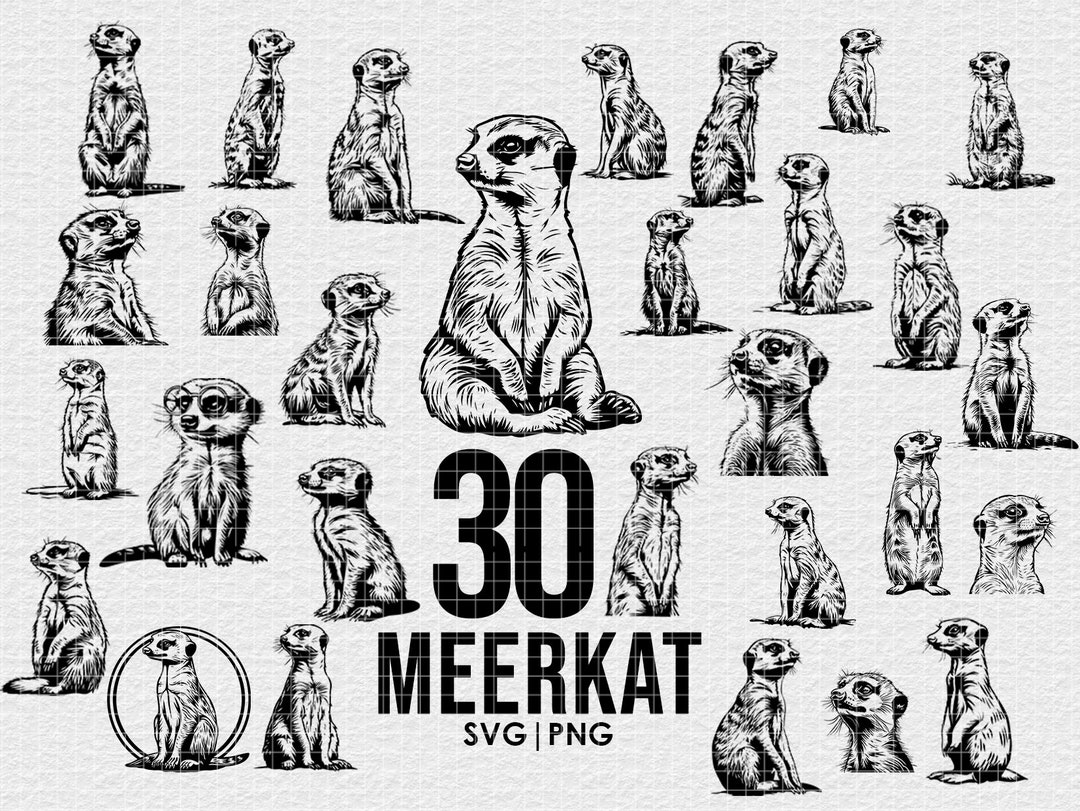 Meerkat Vector Illustration Bundle, Svg Png Bundle, Digital Download ...