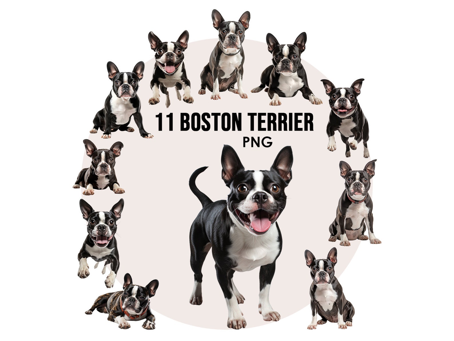 Boston Terrier Dog Breeds Clipart Bundle, Dog Sublimation Designs, Dog ...