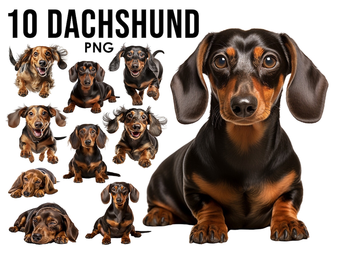 Dachshund Dog Breeds Clipart Bundle, Dog Sublimation Designs, Dog ...