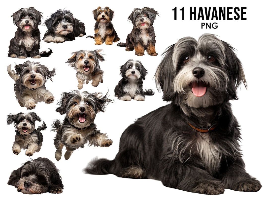 Havanese Dog Breeds Clipart Bundle, Dog Sublimation Designs, Dog Breeds ...