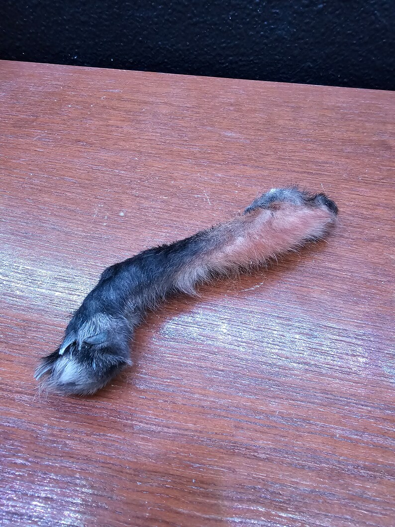 Mummified Red Fox Paw Oddities Taxidermy Gothic Home Decor Curiosities ...