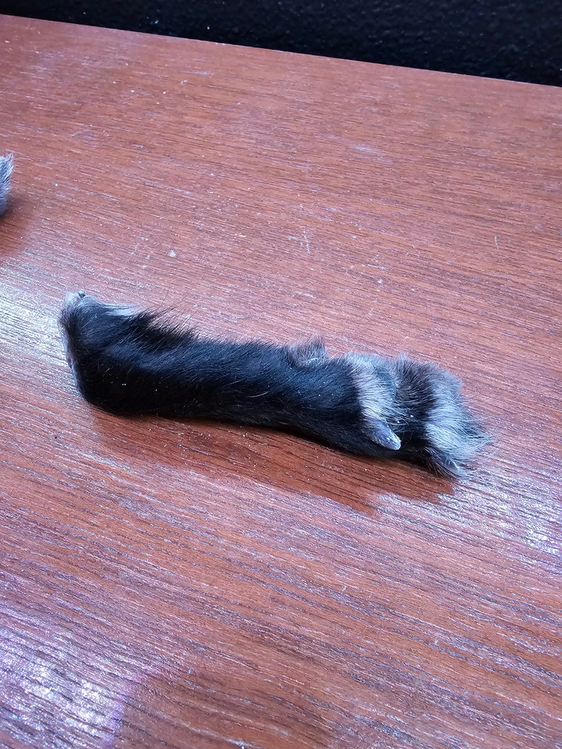 Mummified Red Fox Paw Oddities Taxidermy Gothic Home Decor Curiosities ...