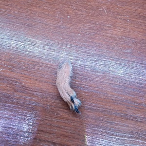 Mummified Red Squirrel Paws Taxidermy Oddities and Curiosities | Gothic ...