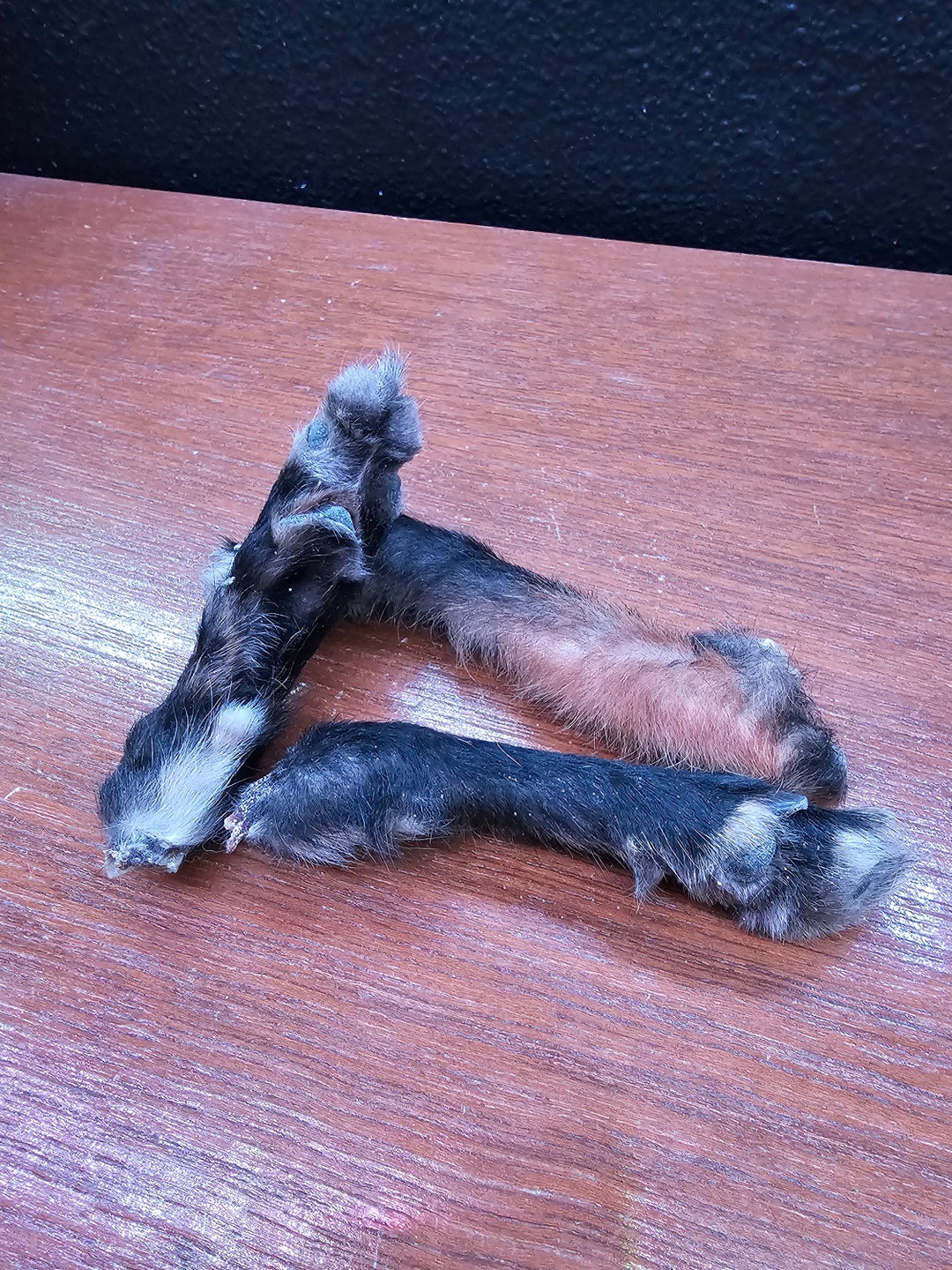 Mummified Red Fox Paw Oddities Taxidermy Gothic Home Decor Curiosities ...