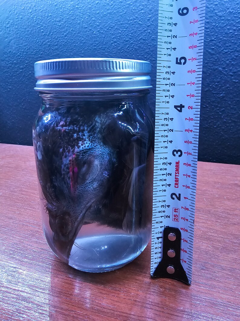 Real Wet Specimen Turkey Head Oddities Specimen Collection Creepy ...