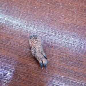 Mummified Red Squirrel Paws Taxidermy Oddities and Curiosities | Gothic ...