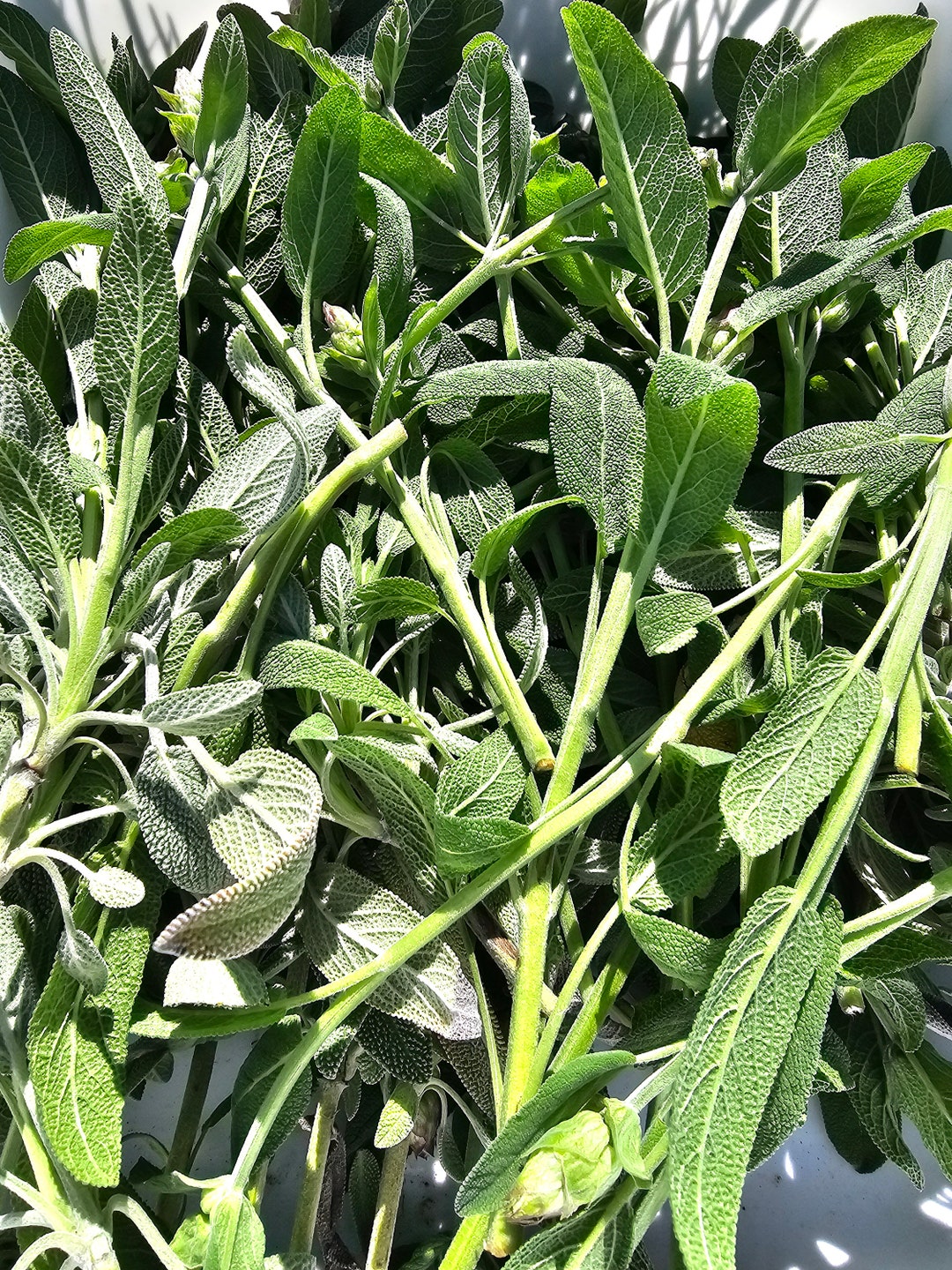 1 Oz Organic Natural Dried Sage | Homegrown | Culinary Use | Witchcraft ...