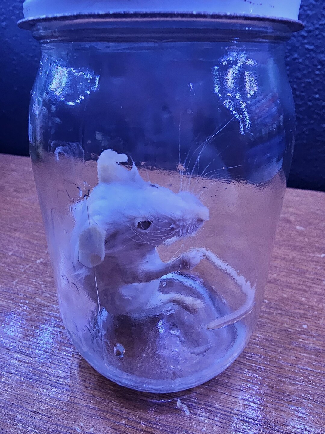 Wet Specimen White Albino Mouse for Classroom Collection & Home Decor ...