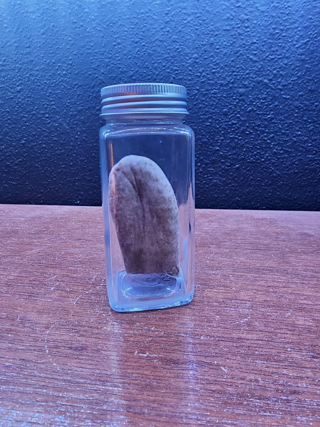 White Tail Deer Tongue Wet Specimen Oddities Taxidermy Gothic Cool Home ...