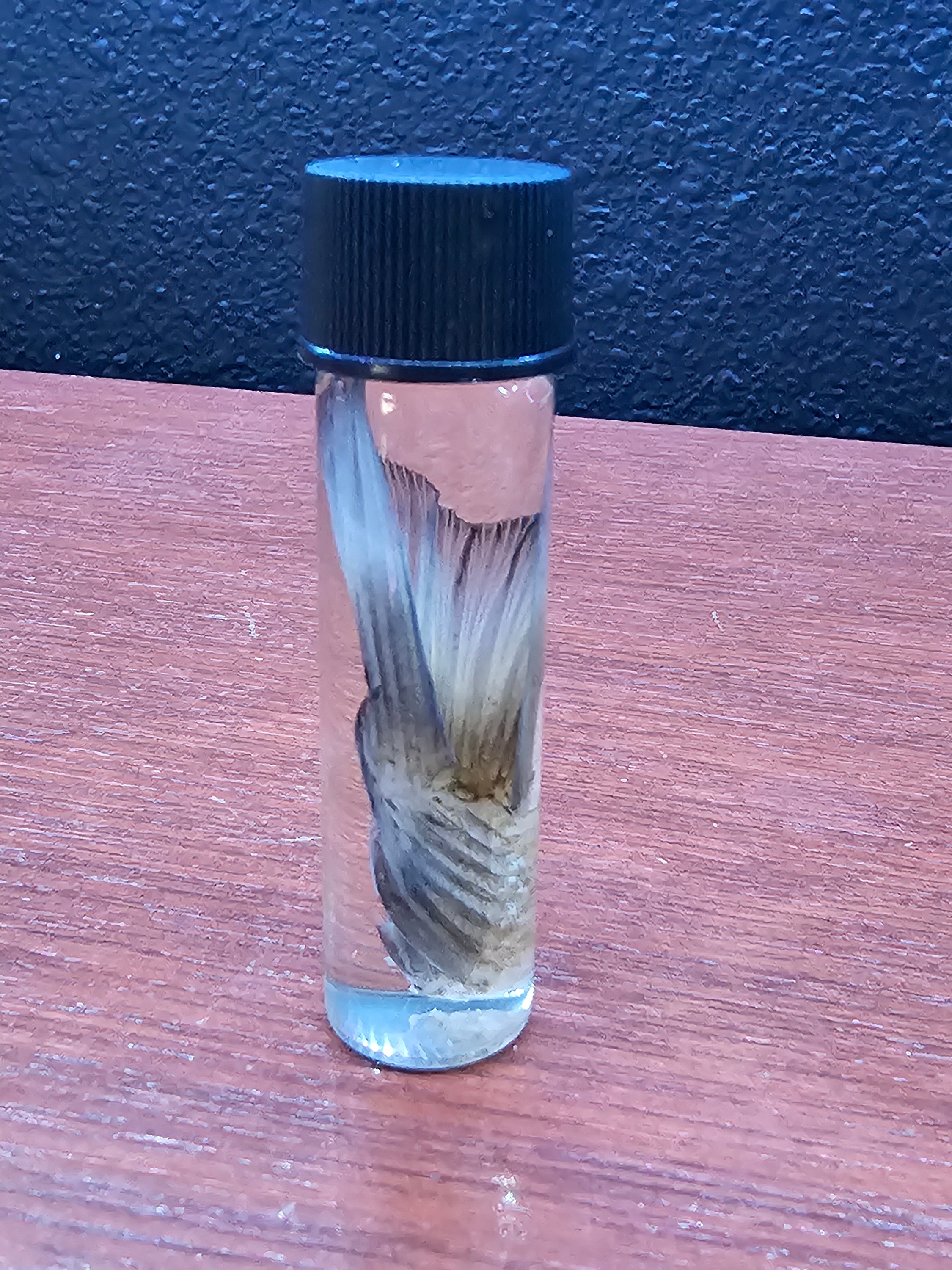 Choose Your Own Assortment Wet Specimen Science Classroom Gothic Home ...